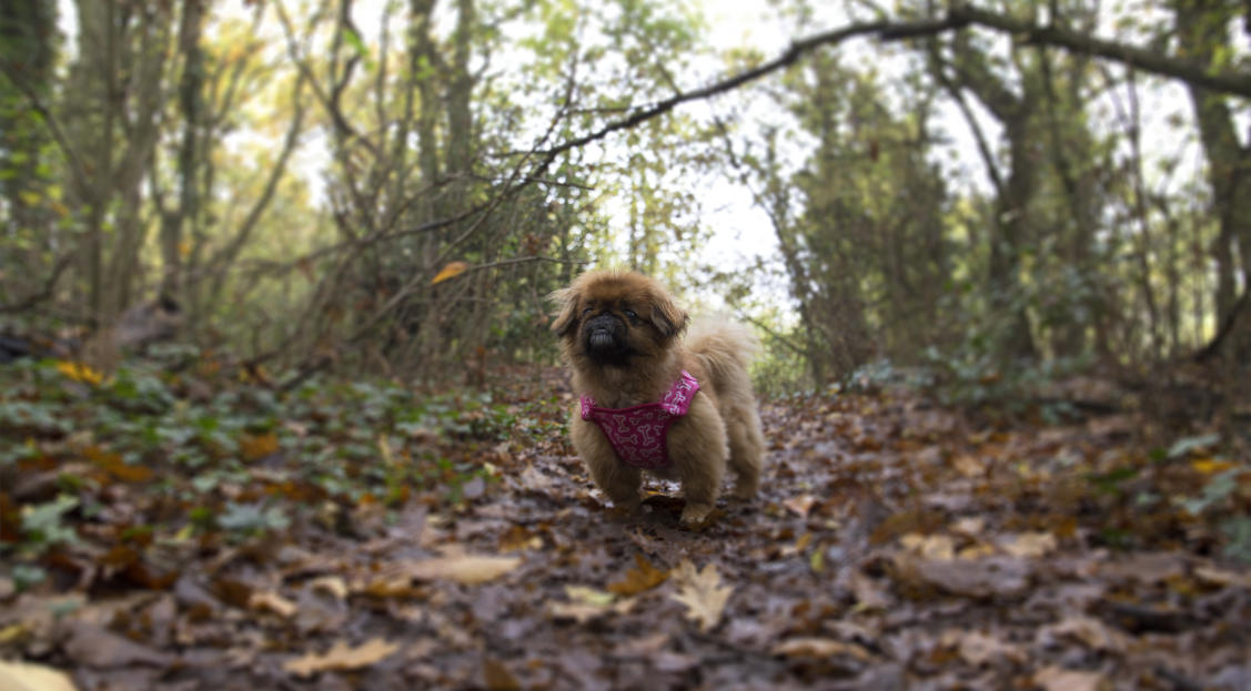 Are Pekingese Aggressive? - Pekingese Central