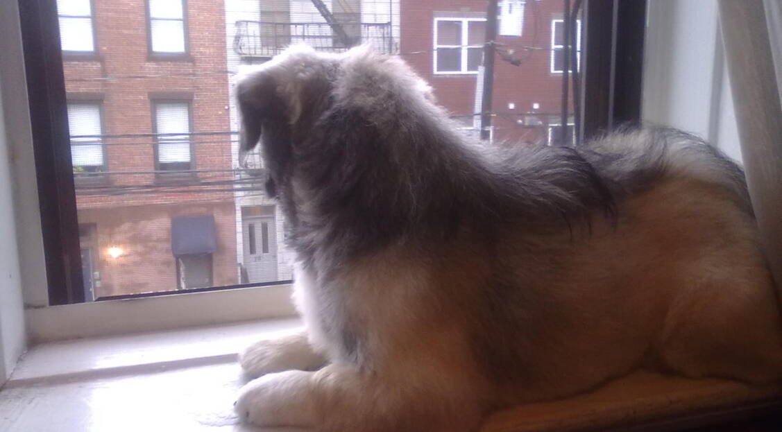 Are Pekingese Dogs Mean? - Pekingese Central