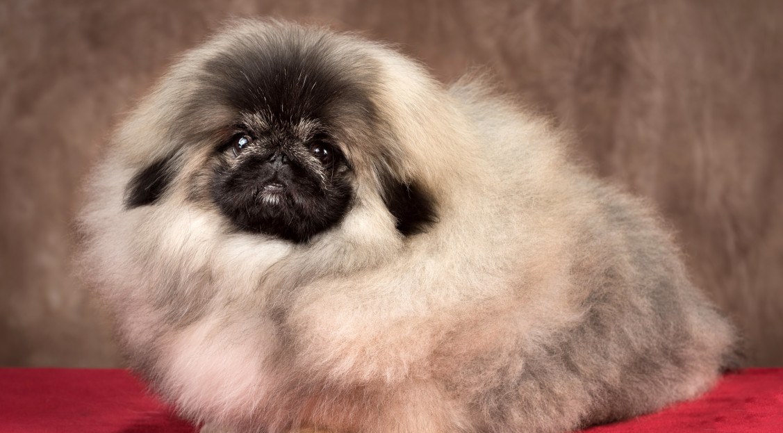 How Big Do Pekingese Get? - Pekingese Central