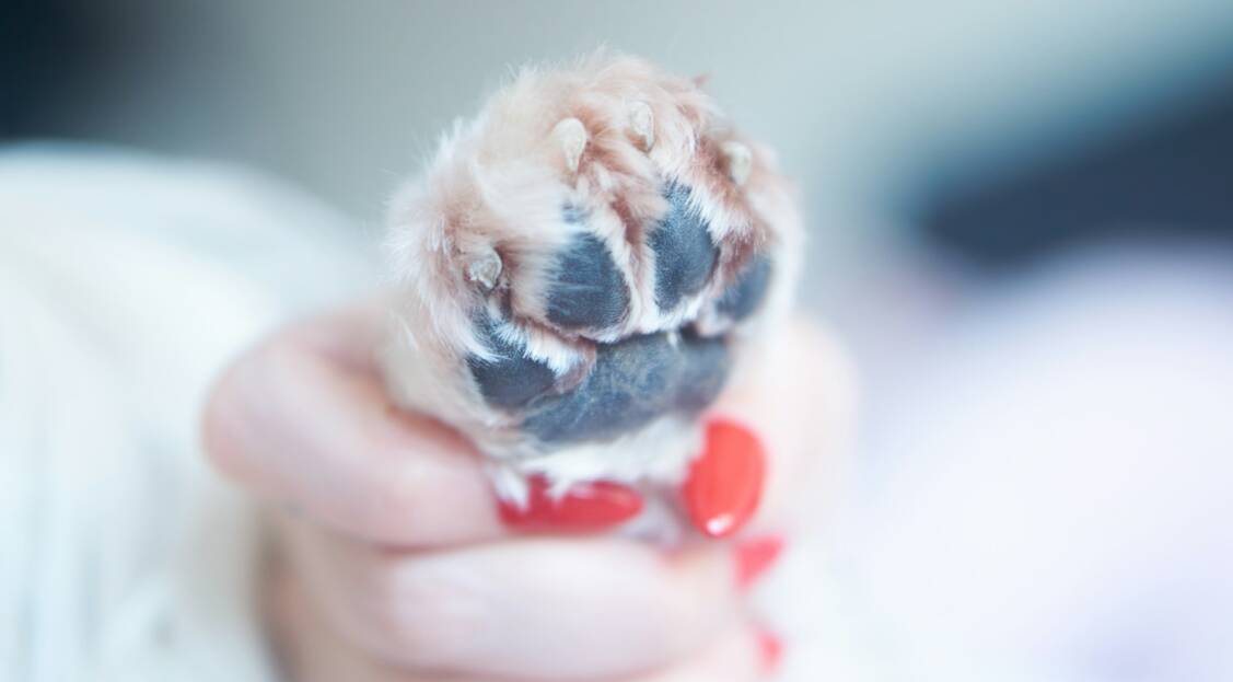 How to Cut Pekingese Nails - Pekingese Central