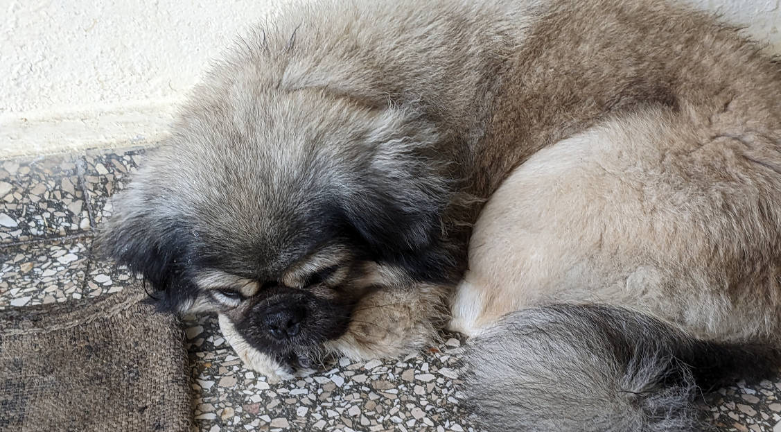 Pekingese Age Expectancy - Pekingese Central