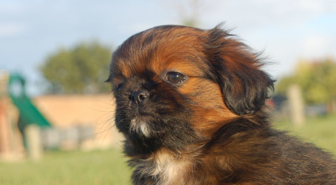 Pekingese Average Lifespan - Pekingese Central