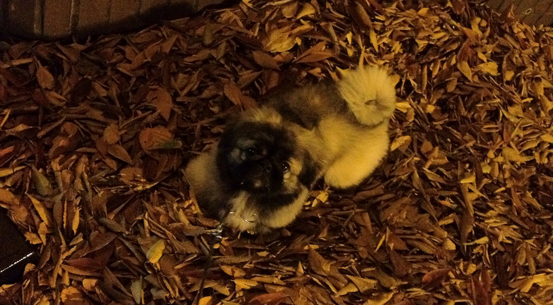 Pekingese Back Problems - Pekingese Central