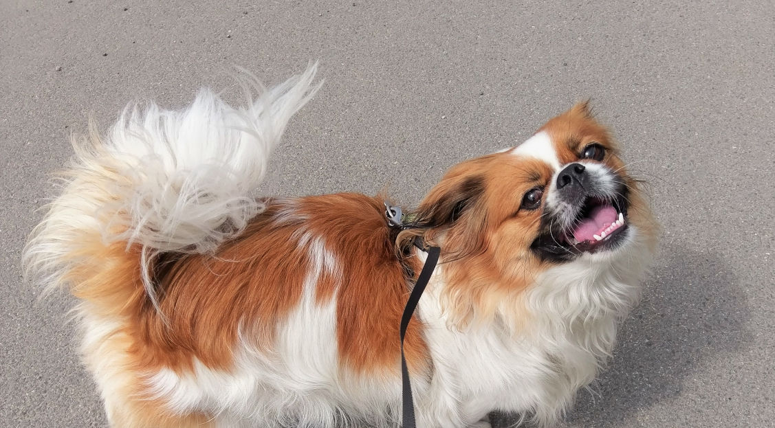 Pekingese Barking Problems - Pekingese Central
