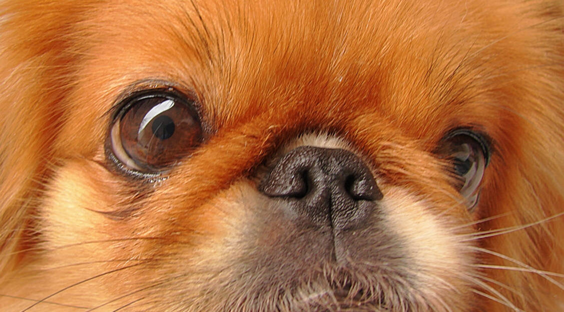 Pekingese Breathing Issues - Pekingese Central