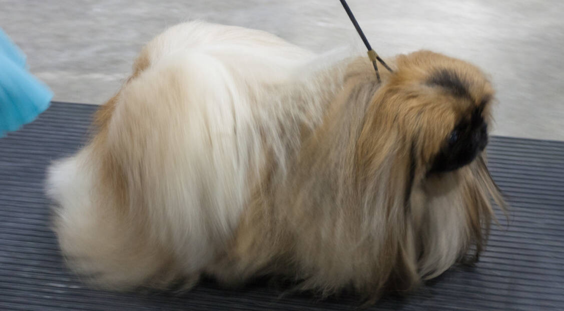 Pekingese Chinese Royalty - Pekingese Central