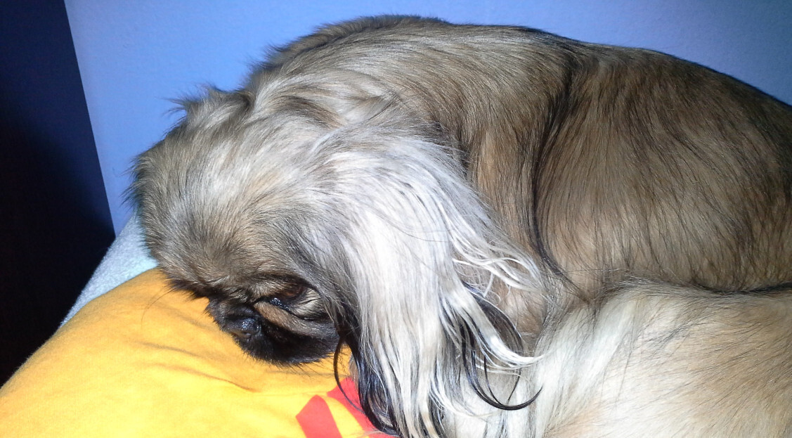 Pekingese Common Health Issues - Pekingese Central