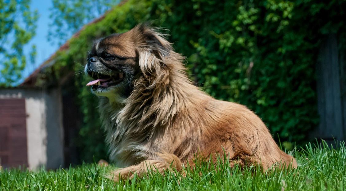Pekingese Behavior - Pekingese Central
