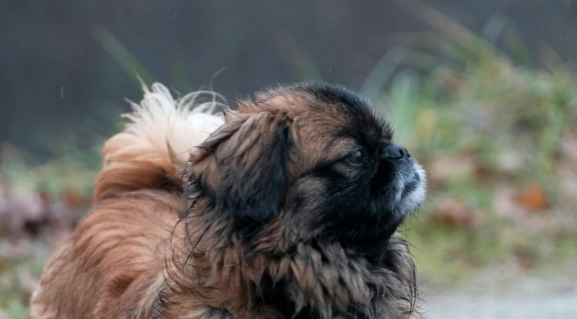Pekingese Dog How Long Do They Live? - Pekingese Central
