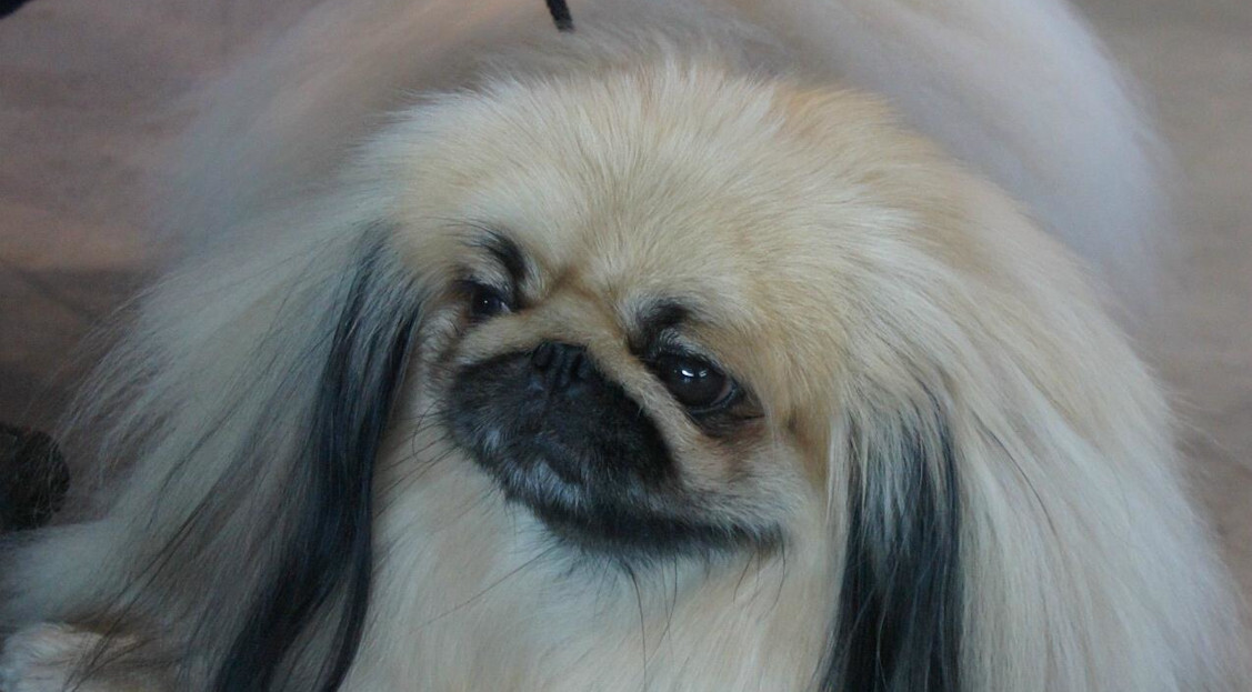 Pekingese Dog Types - Pekingese Central