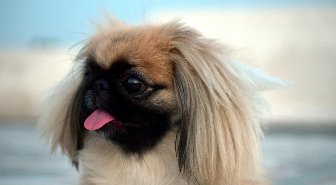 Pekingese Ear Problems - Pekingese Central
