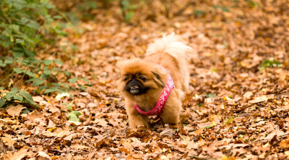 Pekingese Eating Habits - Pekingese Central