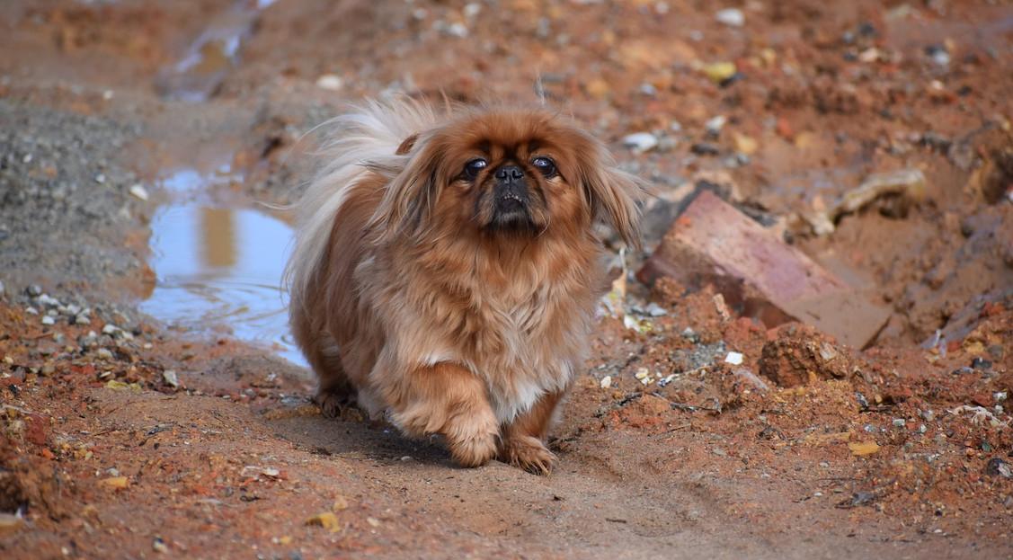 Pekingese Energy Level - Pekingese Central
