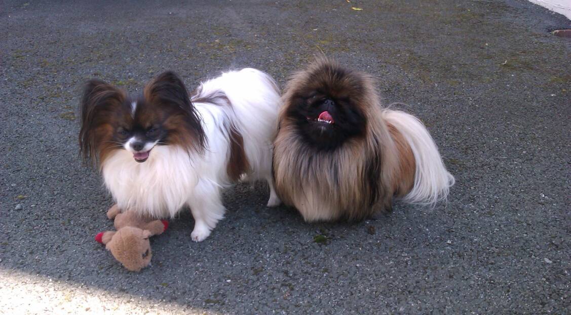 Pekingese Fighting - Pekingese Central