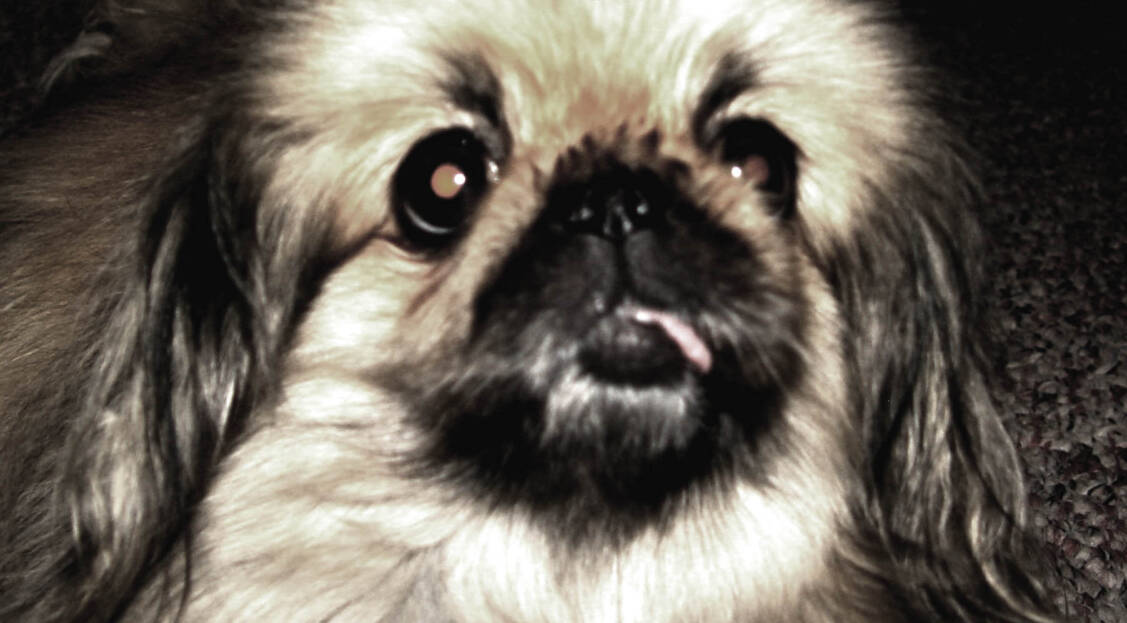 Pekingese Heart Problems - Pekingese Central