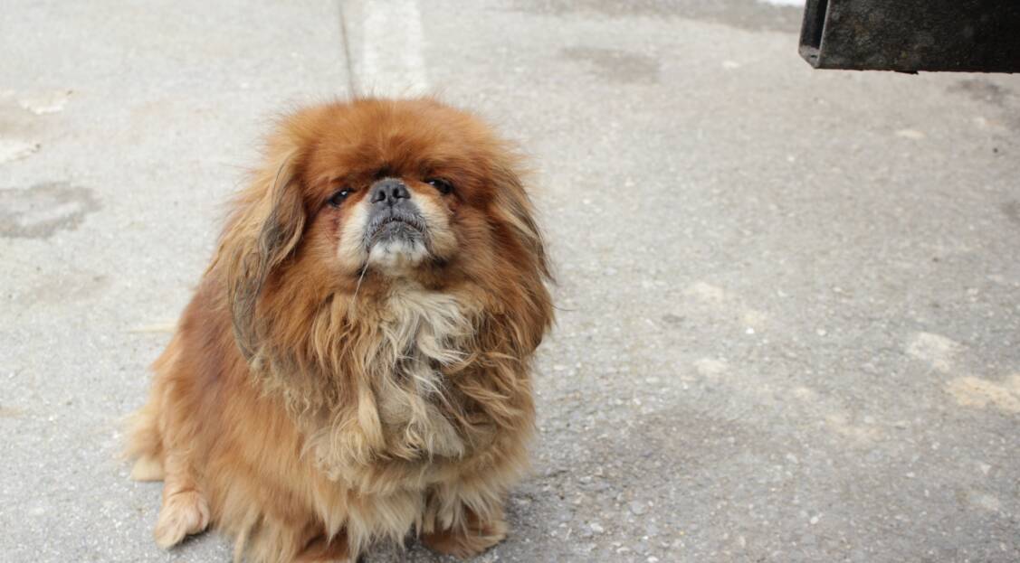 Pekingese Joint Problems - Pekingese Central