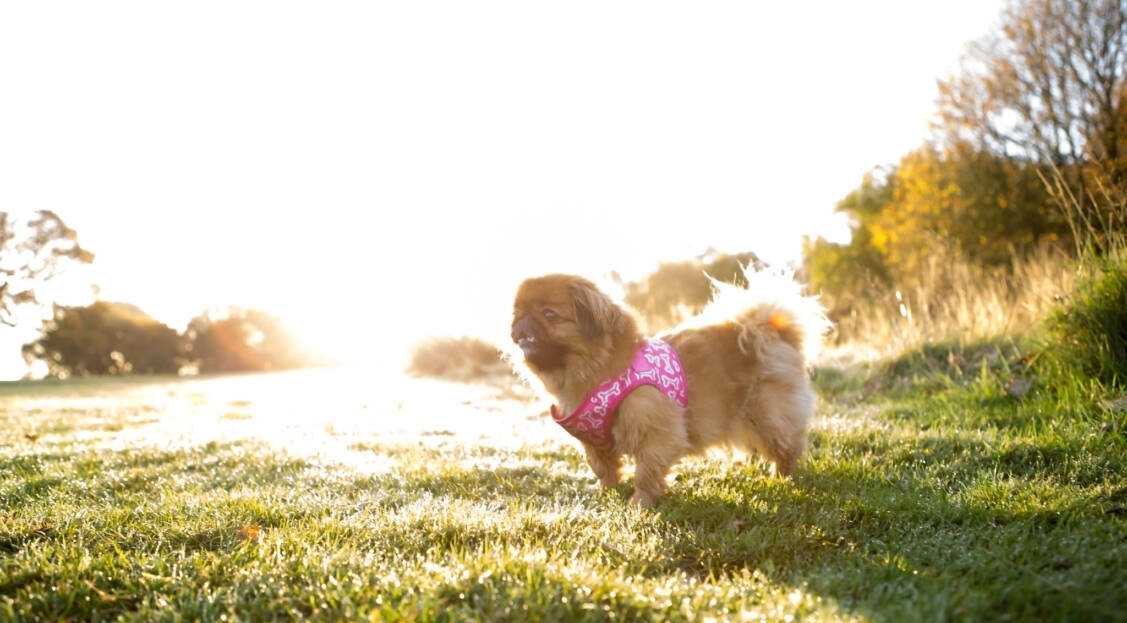 Pekingese Legs Problems - Pekingese Central