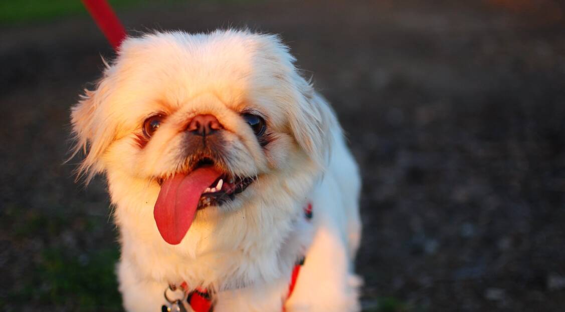 Pekingese Medical Problems: Understanding Common Health Issues ...