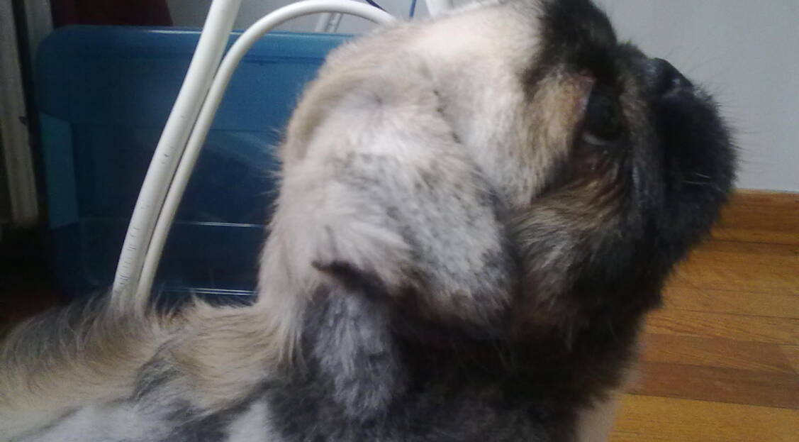 Pekingese No Fur - Pekingese Central