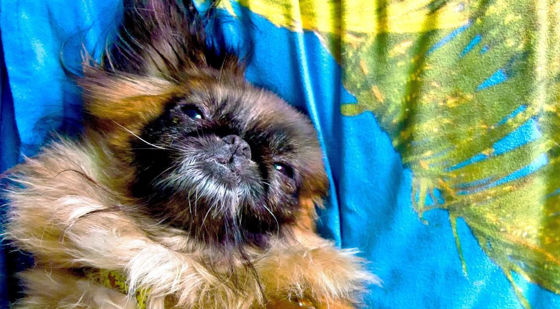 Pekingese Nose Problems - Pekingese Central