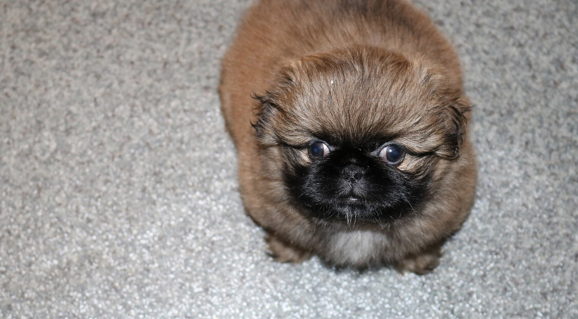 Pekingese Puppy Development - Pekingese Central