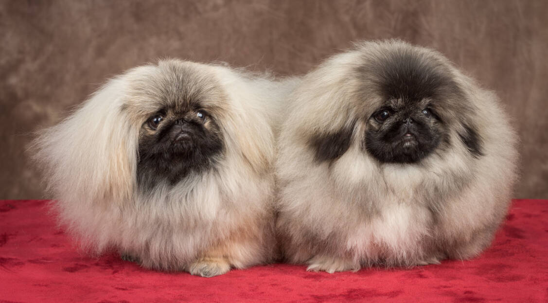 Pekingese Royalty: Unveiling the Noble Lineage of China's Cherished ...