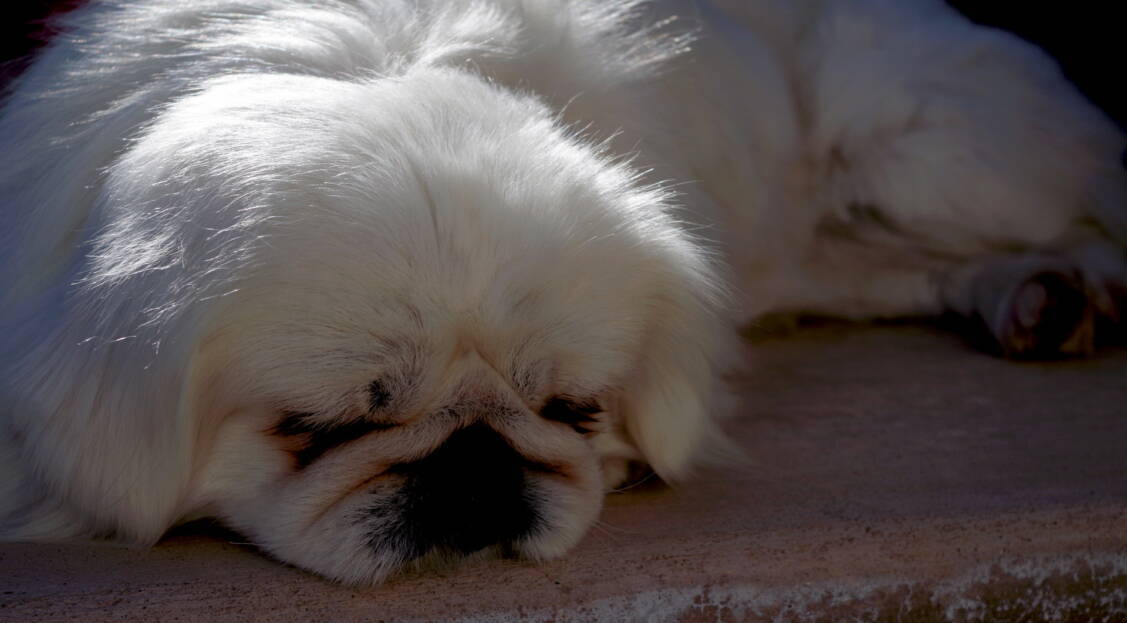 Pekingese Skin Problems - Pekingese Central