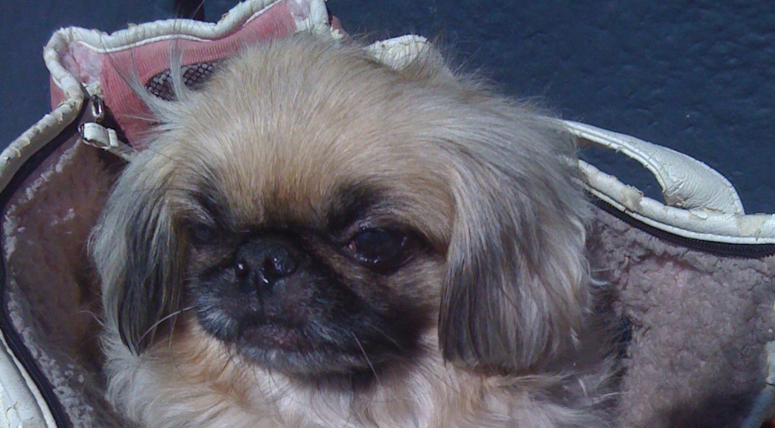 Pekingese Teacup - Pekingese Central