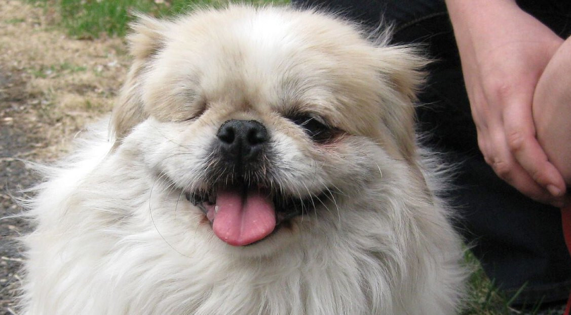 Pekingese with One Eye: Understanding Unilateral Vision in Dogs ...