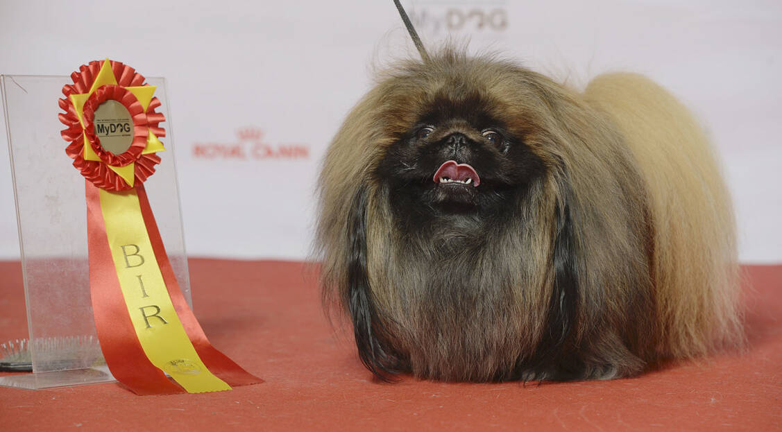 Show Quality Pekingese: Standards and Tips for Championship Dogs ...