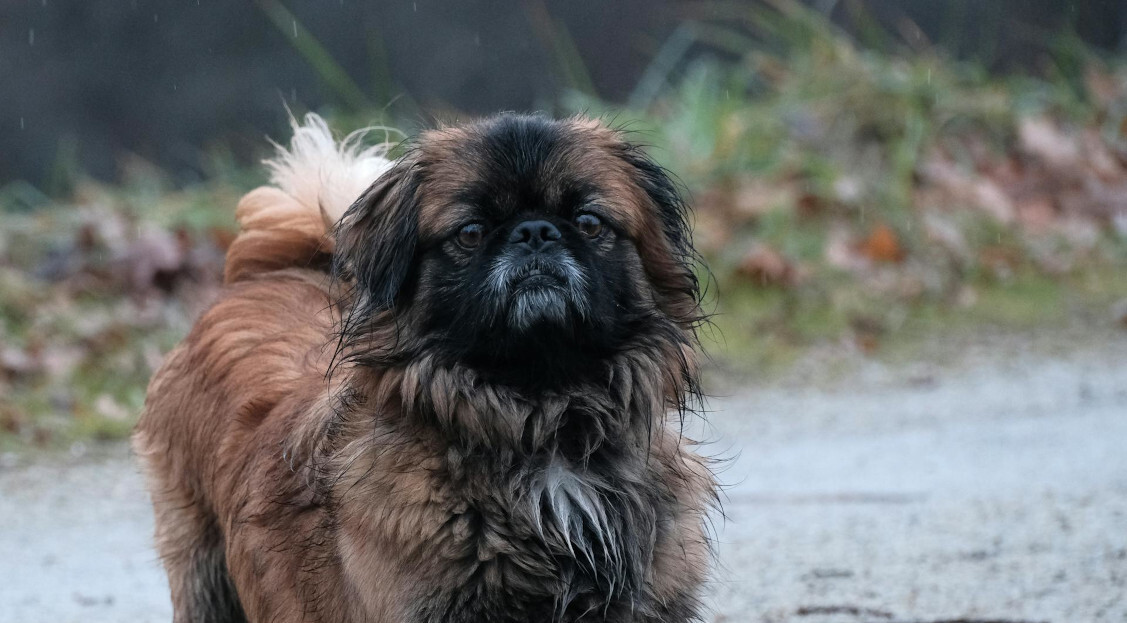 What Do Pekingese Dogs Eat? - Pekingese Central
